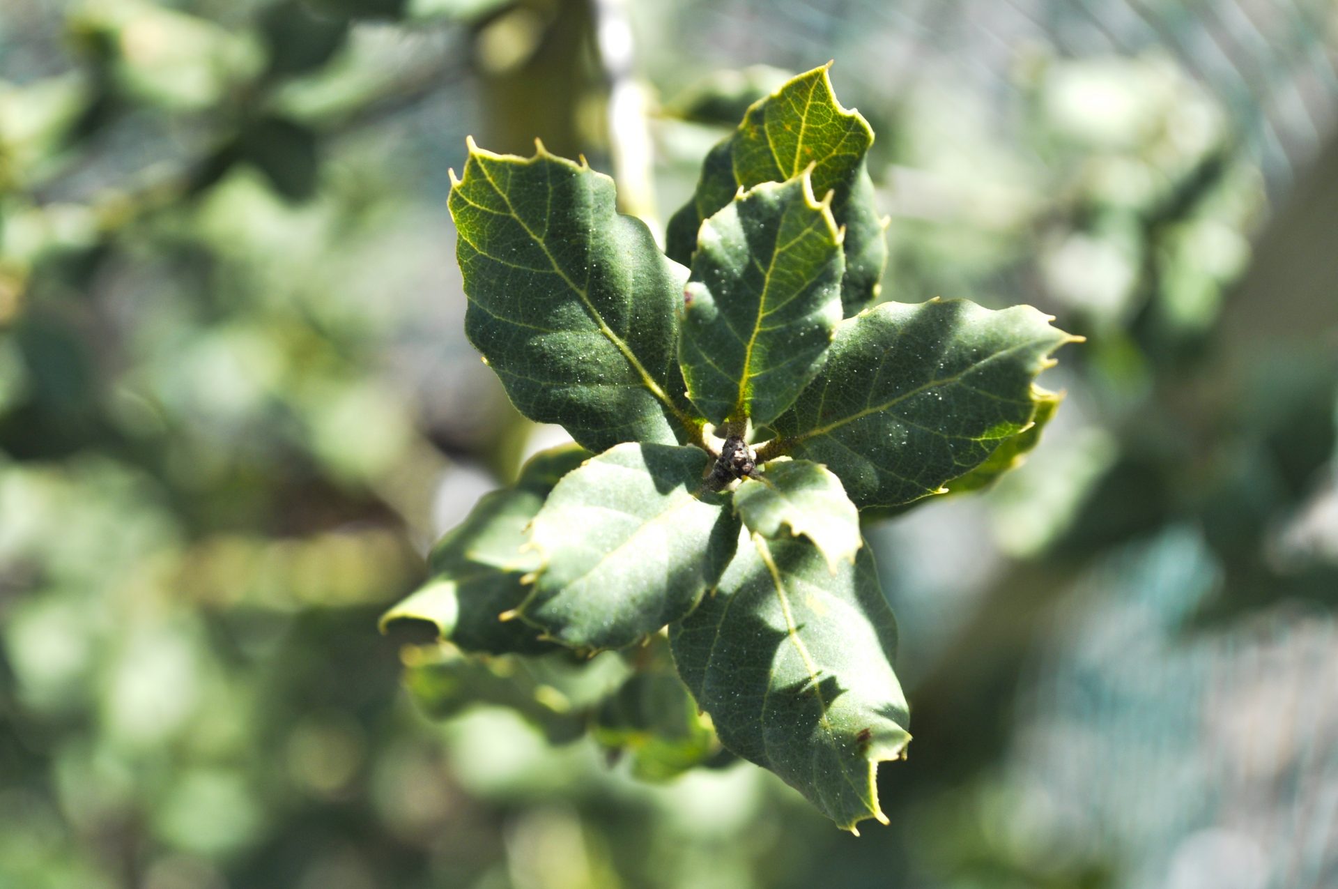 Carrasca, encina - Life Lugo + Biodinámico