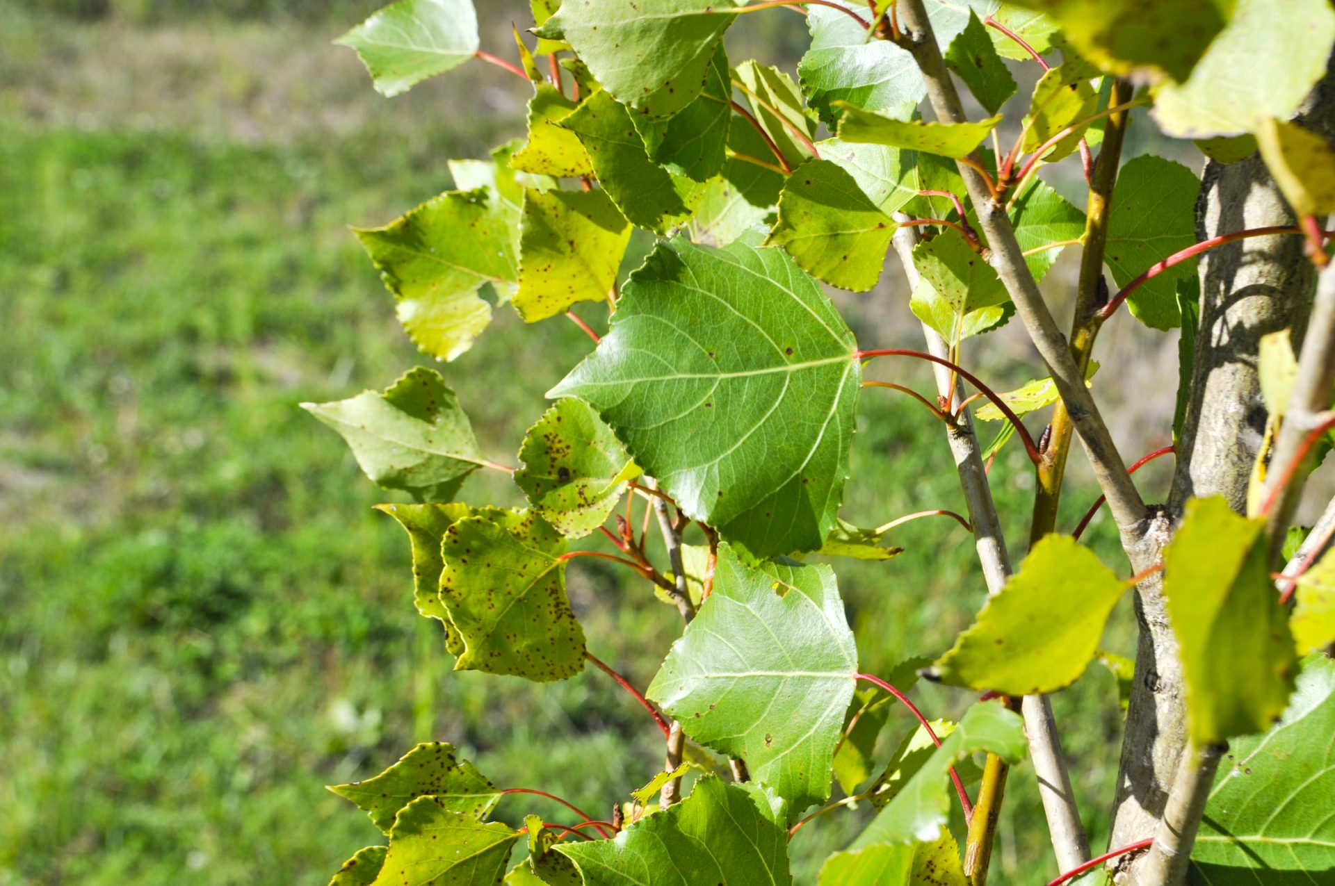 Chopo negro, álamo negro - Life Lugo + Biodinámico