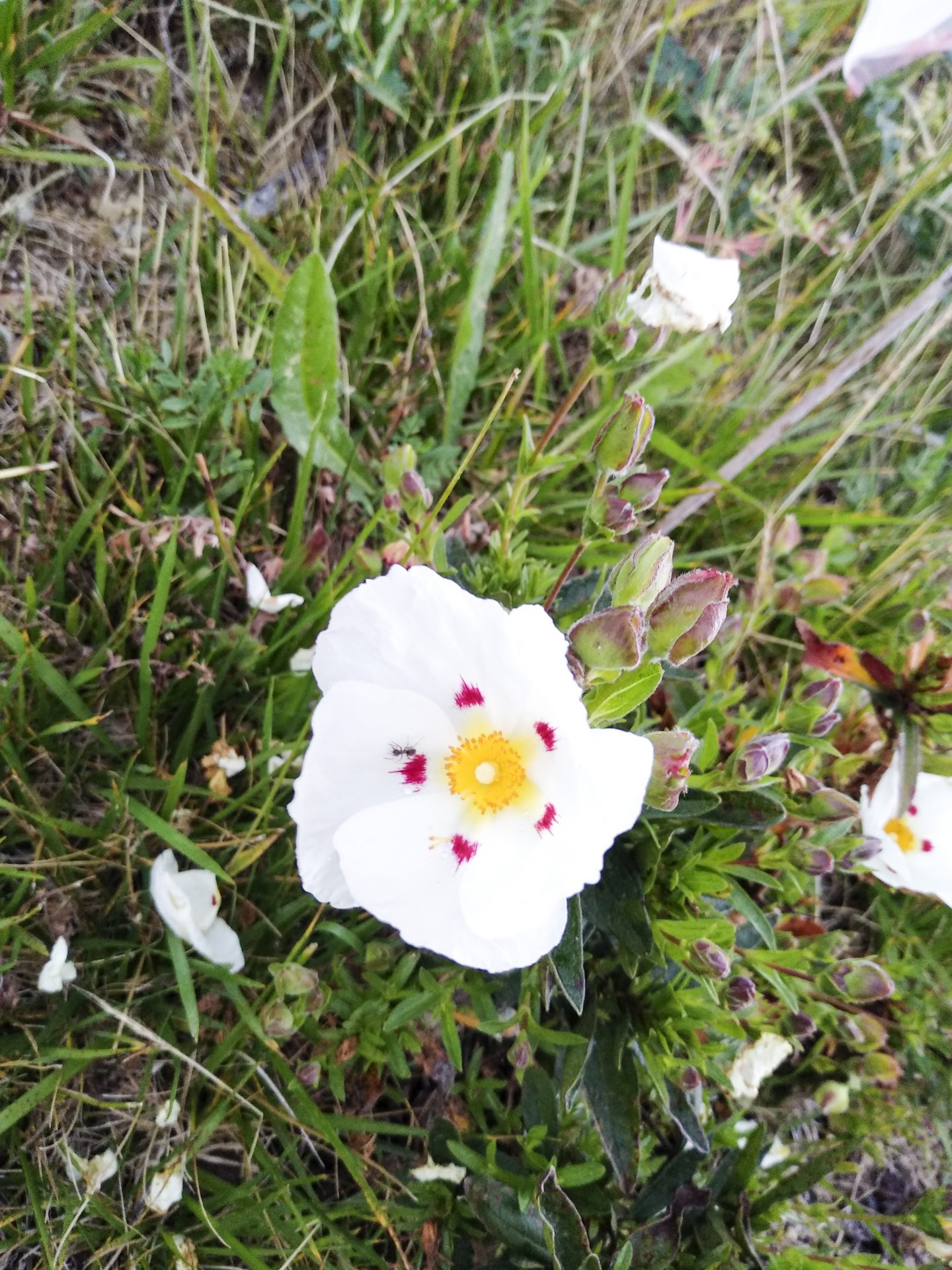 Esteva, jara pringosa - Life Lugo + Biodinámico