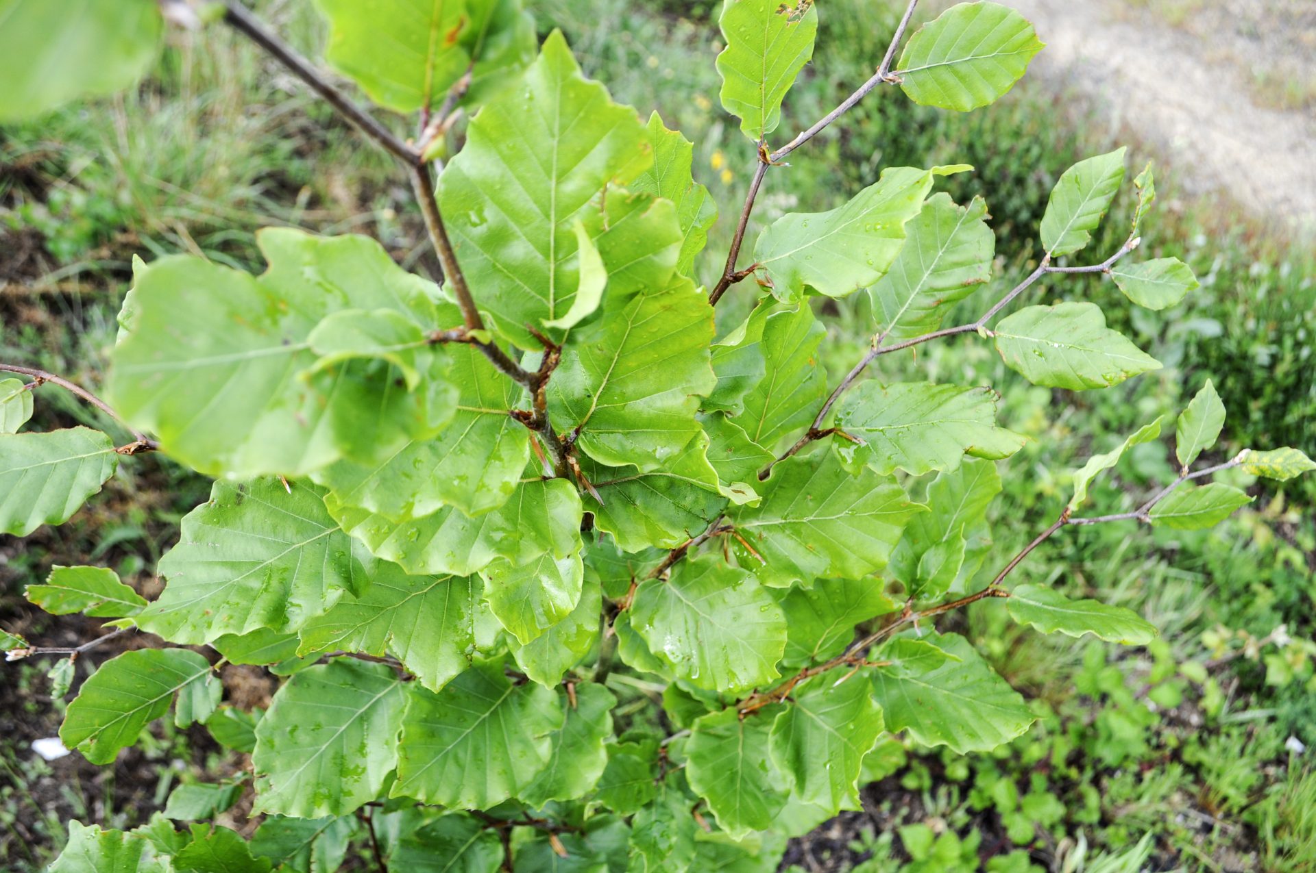 Faia, haya - Life Lugo + Biodinámico